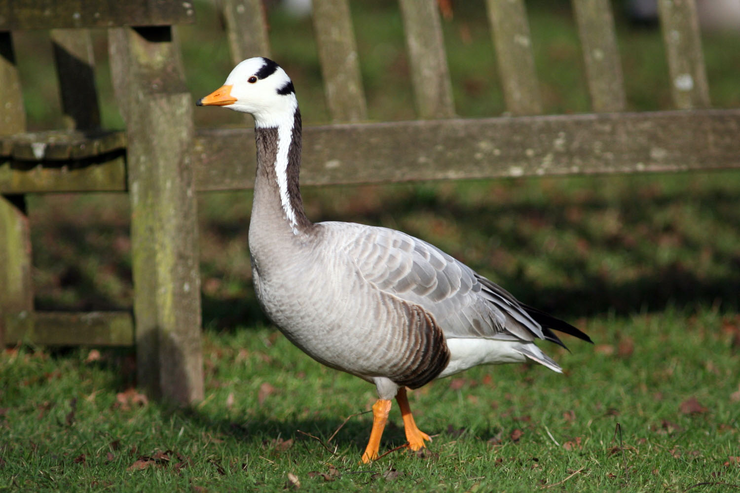 Common British Birds - Avocet to Common Tern