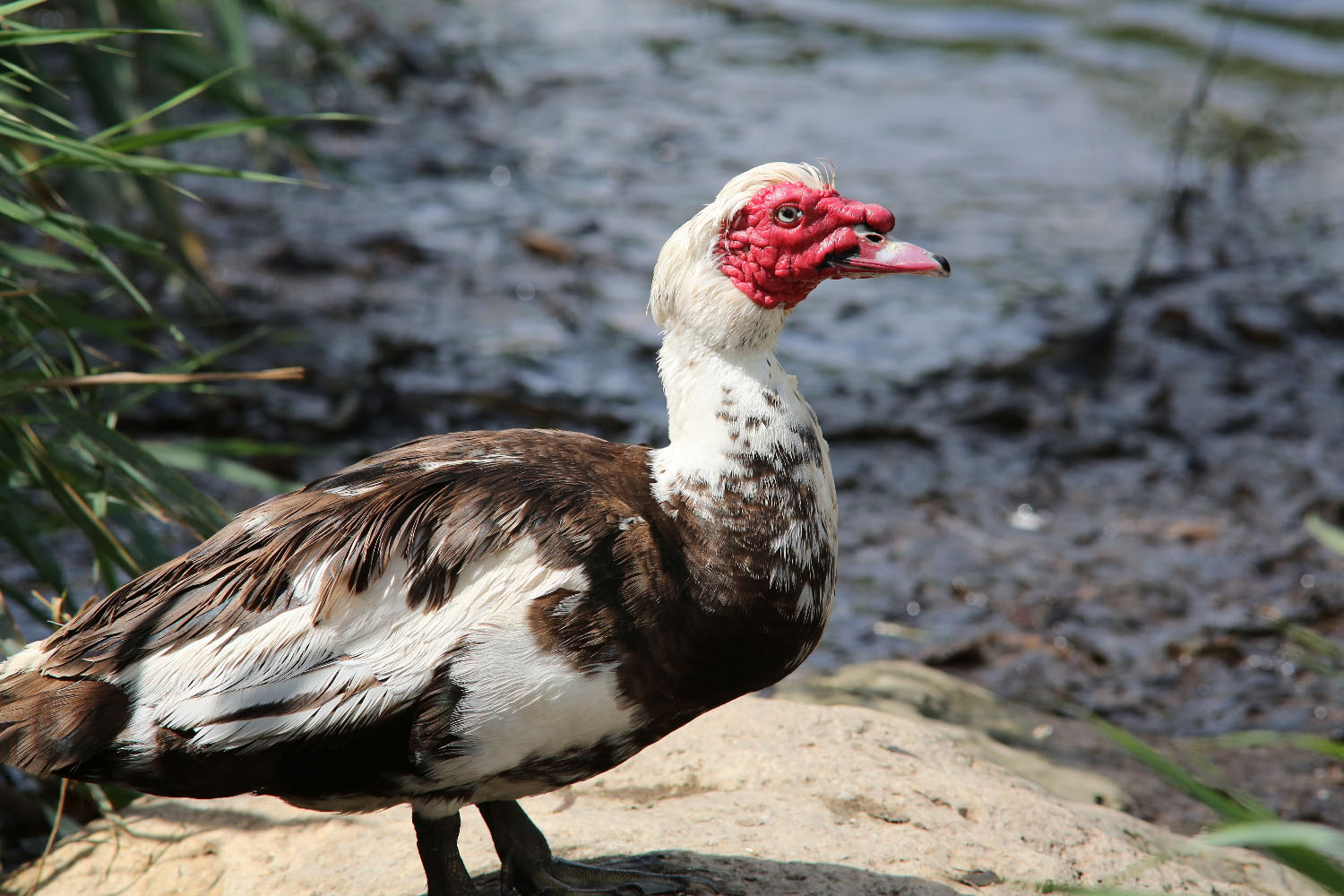 Common British Birds - Lesser Black-backed Gull to Muscovy Duck