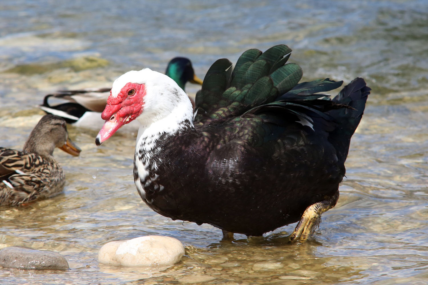 Common British Birds - Muscovy Duck to Red Shoveler