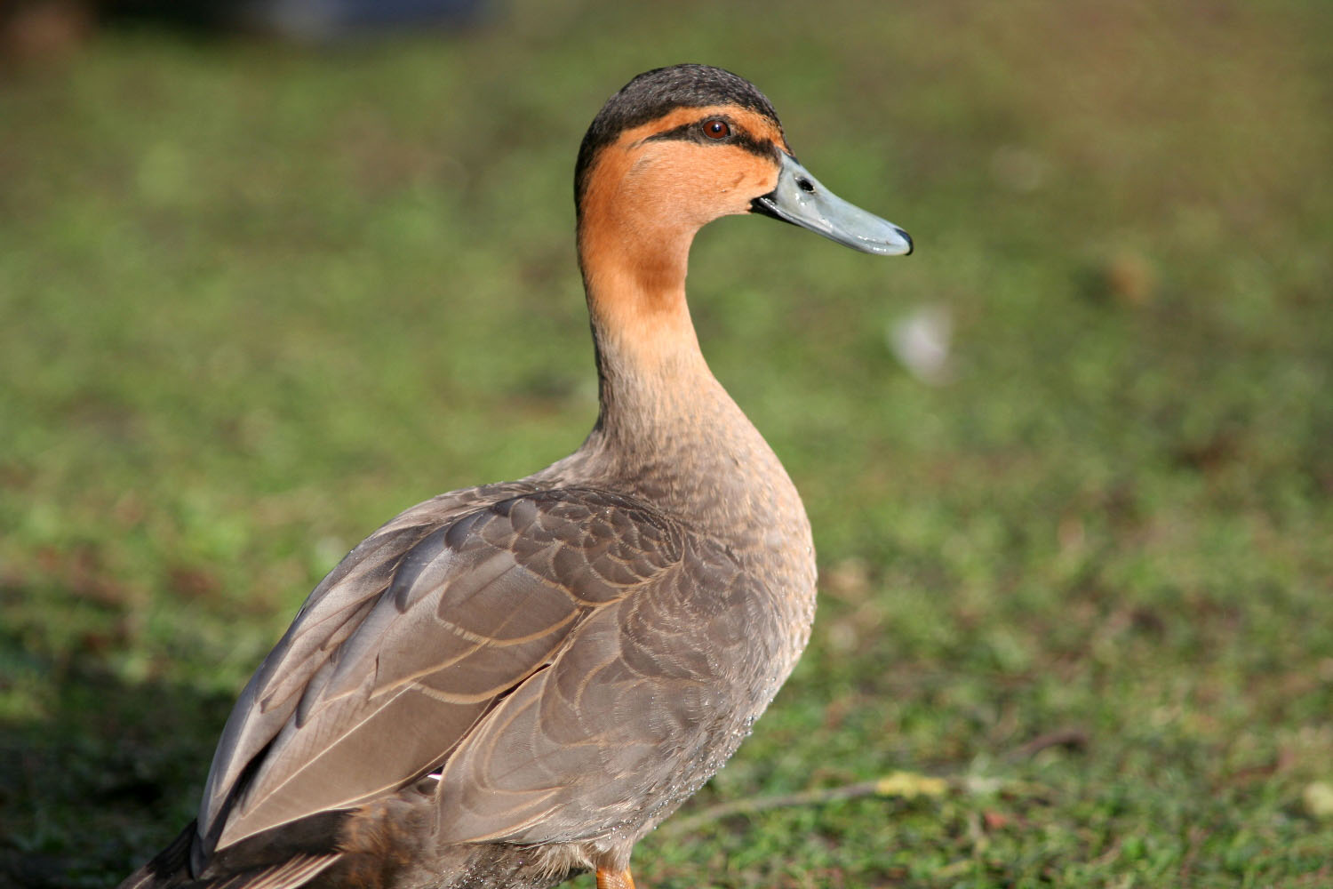 Common British Birds - Muscovy Duck to Red Shoveler