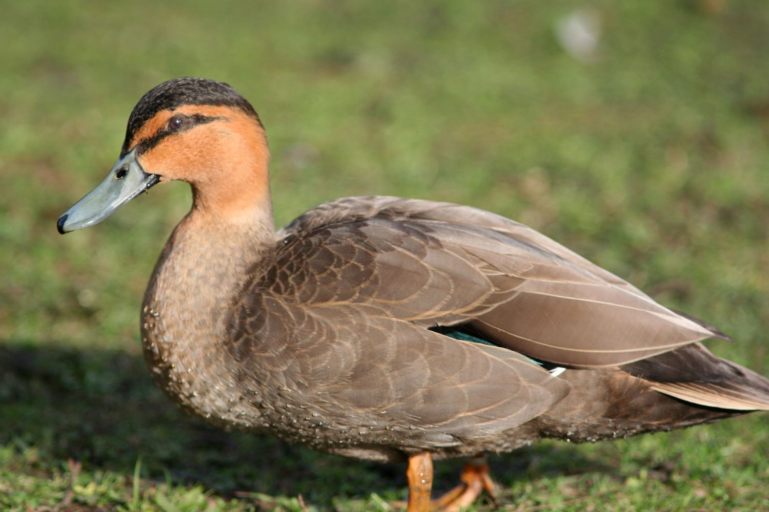 Common British Birds - Muscovy Duck to Red Shoveler