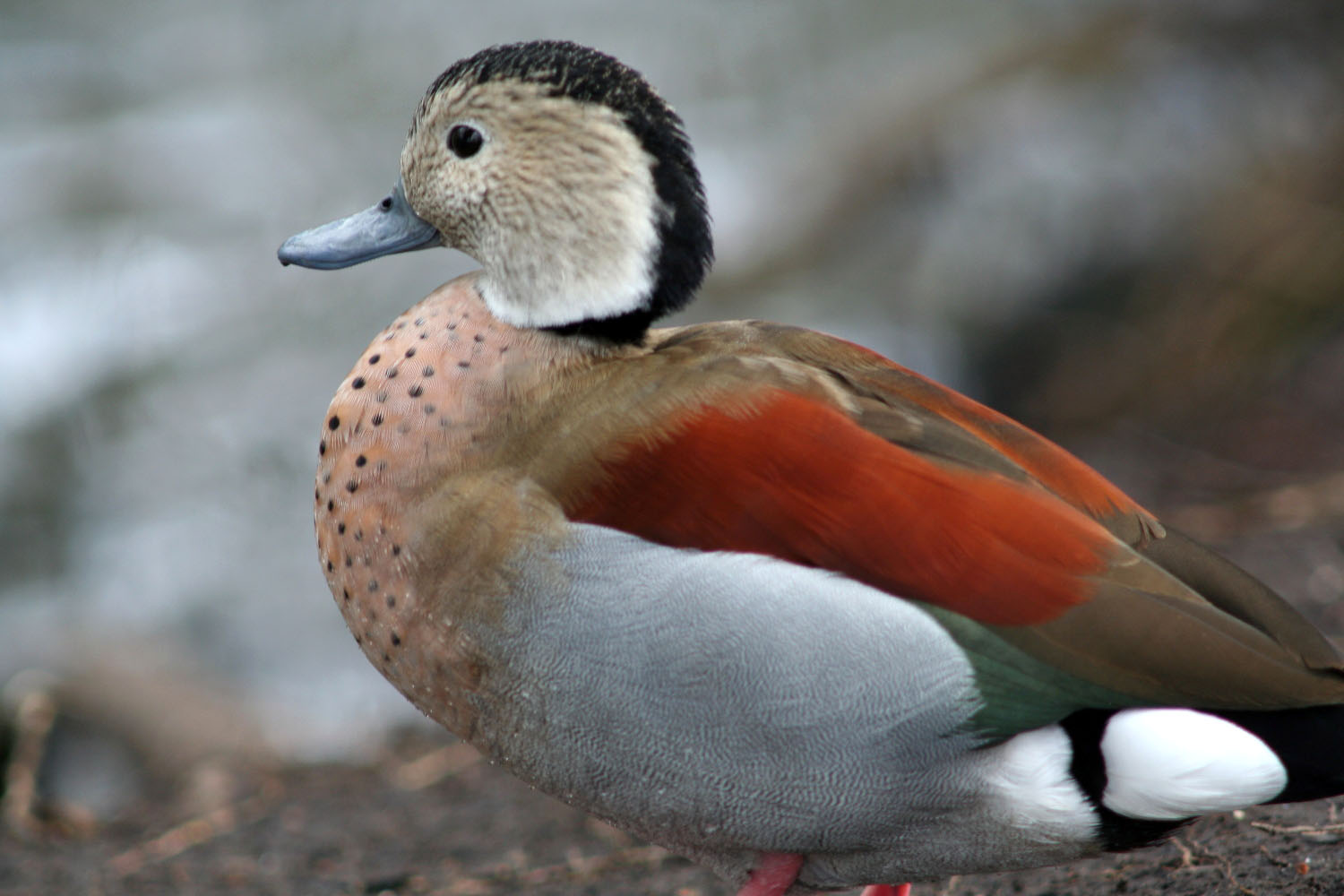 Common British Birds - Red-crested Pochard to Sanderling